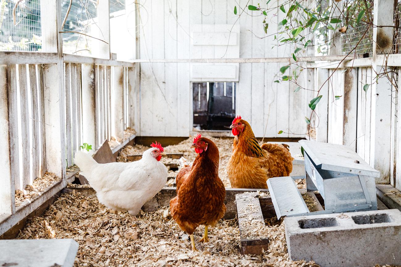 Meet The Chickens | Riparide